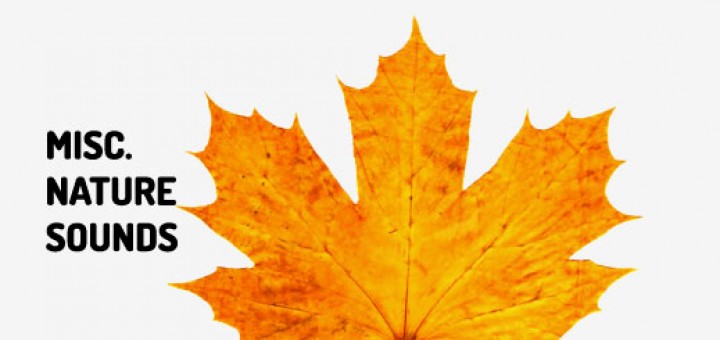 Nature Sounds - Free Sound Effects Library | Orange Free Sounds